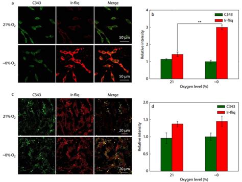 南京大学蒋锡群教授课题组研究论文：比率型氧敏感探针的合成及其在细胞乏氧成像中的应用 知乎