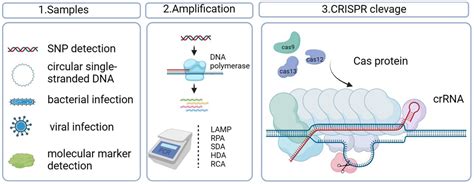 Frontiers Combination Of Nucleic Acid Amplification And Crisprcas Technology In Pathogen
