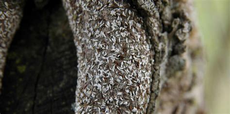 Phytophthora Bleeding Canker Identification And Treatment Davey Tree