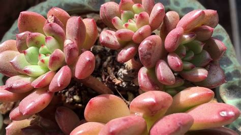 다육이 큰집으로 이사 했어요 💕 Youtube