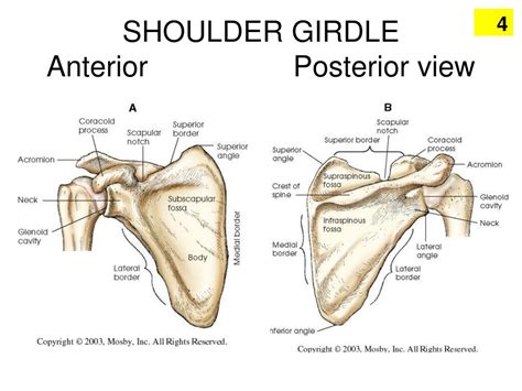 Shoulder Girdle Synovial Joint At Madison Hales Blog