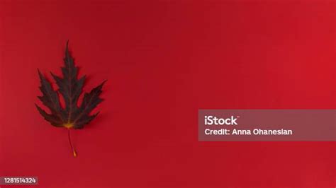 붉은 배경에 가을 잎 복사 공간이있는 간단한 평면 평신도 배너 0명에 대한 스톡 사진 및 기타 이미지 0명 10월 11월 Istock