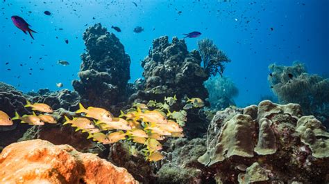 「grunt」の画像 5 876 件の stock 写真、ベクターおよびビデオ adobe stock