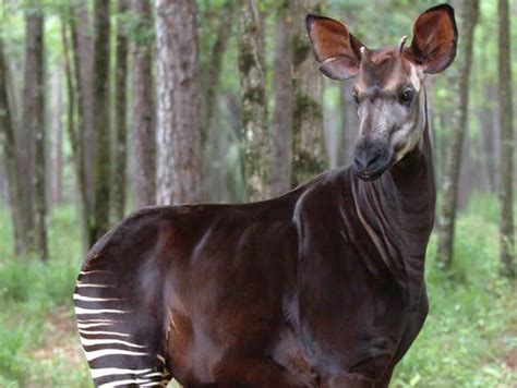 Okapia Johnstoni Animal Library Wikia Fandom
