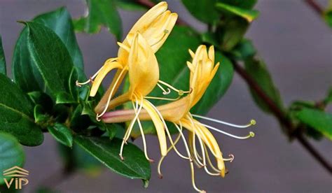 گل پيچ امين الدوله سوغات صدر اعظم قاجار به ایران Vip Shop