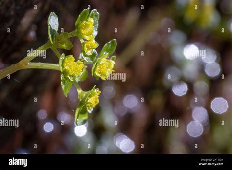 In The Woodland At Tarr Steps The Opposite Leaved Golden Saxifrage