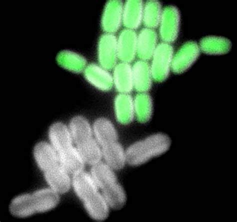 Biofuel Gets Another Never Surrender Moment CleanTechnica