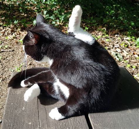 Game Of Twister Anyone By Catonablade On Deviantart