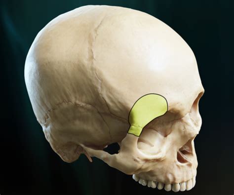 Lab Practical 1 Lab 1 Flashcards Quizlet