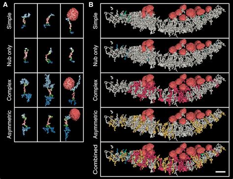 Transsynaptic Assemblies Link Domains Of Presynaptic And Postsynaptic Intracellular Structures