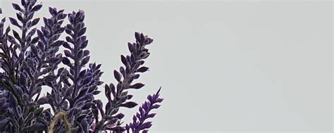 Lavanda 請퐋퐀퐕퐀퐍퐃퐀請 • нежн 2025 ВКонтакте