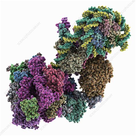 Polymerase Complex With Nucleosome Molecular Model Stock Image C057 2754 Science Photo