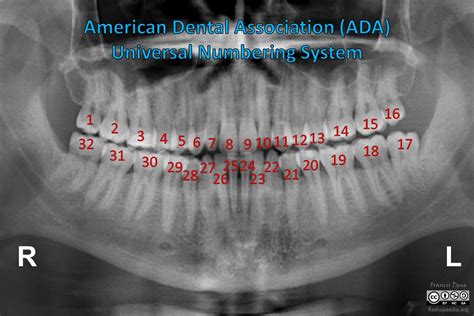 Dental Numbering Sys
