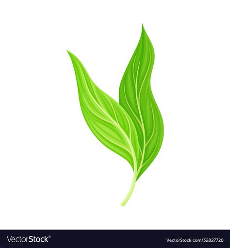 Green Leaf And Foliage With Stem Veins Royalty Free Vector