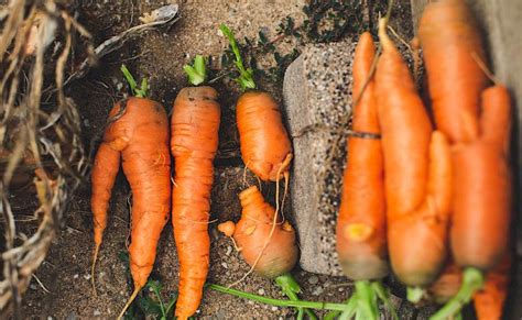 Фахівці розповіли чому морква на грядках зеленіє та як з цим боротись Читайте на Ukr Net