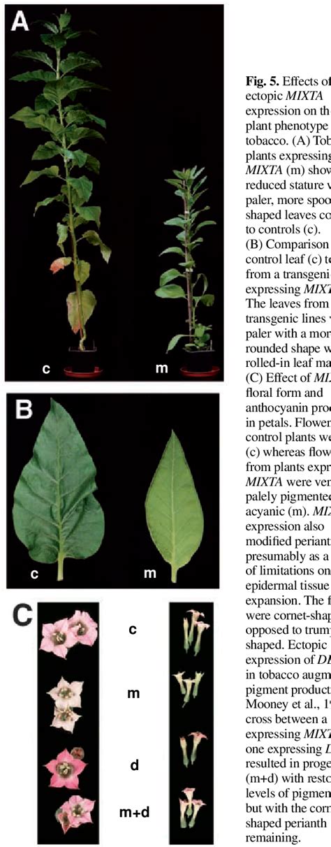 Figure 1 From Development Of Several Epidermal Cell Types Can Be Specified By The Same Myb