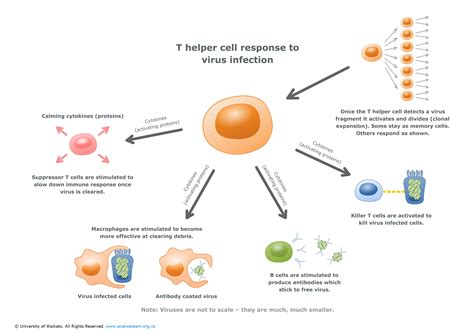 Viral Infection Cell
