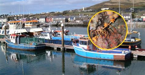 Marine Institute To Showcase Shellfish Fisheries And Marine