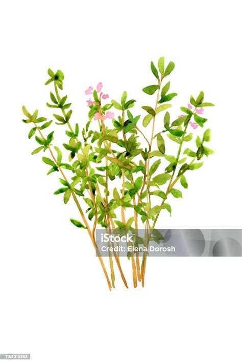 화이트 배경에 수채화로 그린 타임 브랜치 산림 허브 녹색 숲 분기입니다 수채화에 대한 스톡 벡터 아트 및 기타 이미지 수채화 백리향 일러스트레이션 Istock