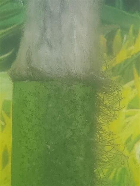Help Identifying Algae Plants Algae And Fertilizers C A R E