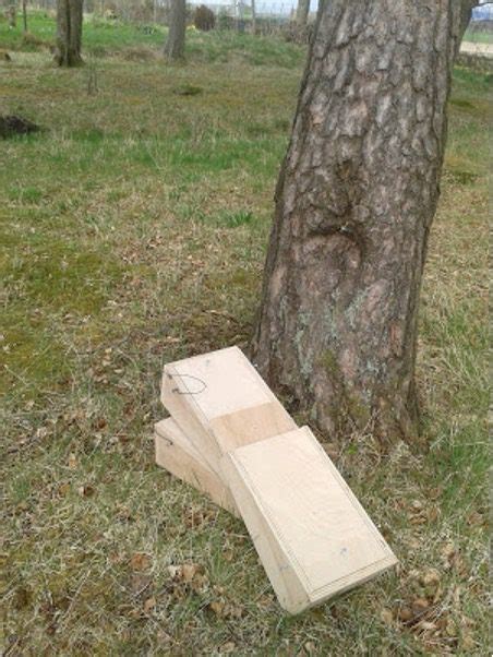 Bats In The Garden Quercus Garden Plants Discover Scottish Gardens