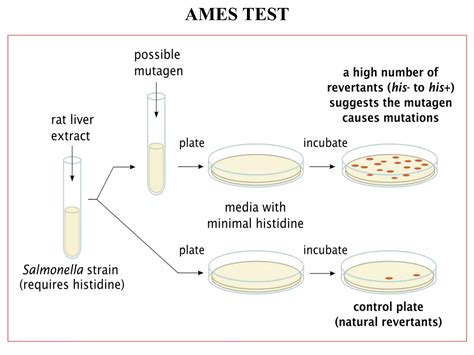 Isolation And Detection Of Mutants Pptx