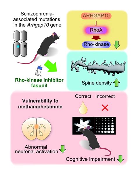 Vasodilator Drug Used In Stroke Patients Found To Reverse Key Symptoms