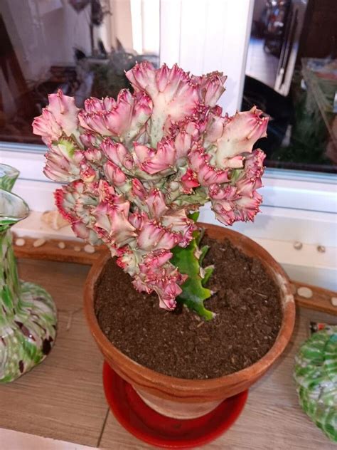 How To Grow Euphorbia Lactea Earthone