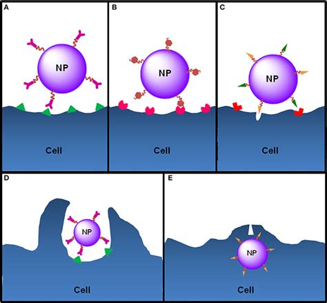 Ligand Cell Interaction And NP Internalization NPs Can Be Download Scientific Diagram