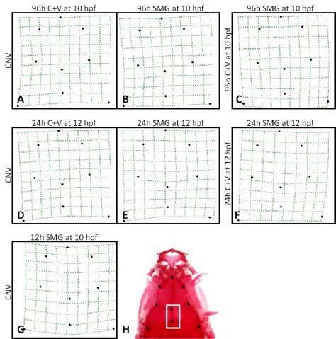 9 Thin Plate Splines Showing Differences In Landmark Location When Download Scientific Diagram