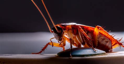 Cockroach Lifespan How Long Do Cockroaches Live A Z Animals