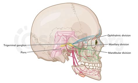 Anatomy Of The Trigeminal Nerve Cn V Osmosis