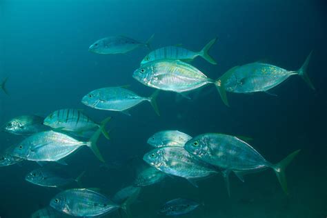 Divewithclive Indian Glassfish Or Parambassis Ranga