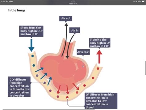 Diffusion Osmosis And Active Transport Flashcards Quizlet