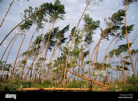 Fallen Trees In Forest Caused By Extremely High Wind Speed During The Storm A Few Days Ago In
