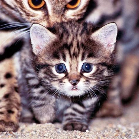 Знакомьтесь! Муравьиный тигр - самый беспощадный хищник. | Афина | Дзен