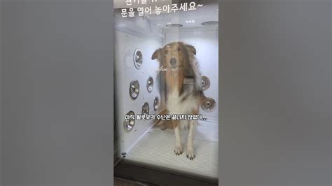 마음대로 흘러가지 않는 견생 Shorts Youtube