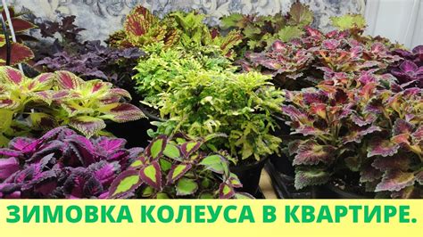 Обязательно сделайте так с Колеусом зимой Колеус не вытянется будет яркий Зимовка колеуса в