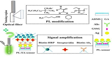Sensors Free Full Text Chemiluminescent Optical Fiber Immunosensor Combining Surface
