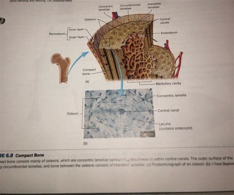 AP Lab Exam Bone Structure And Function And The Axial Skeleton Flashcards Quizlet