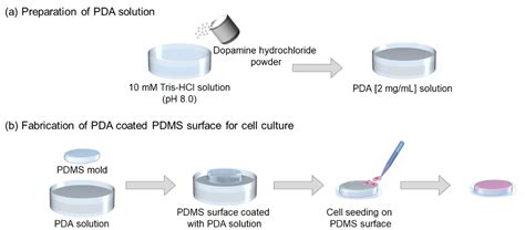 Fabrication Of A Cell Friendly Polydimethylsiloxane Culture Surface Via Polydopamine Coating