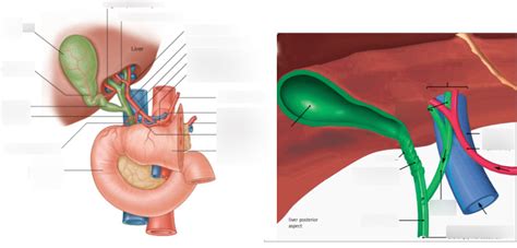 Diagram Of Hepatic Biliary System Quizlet