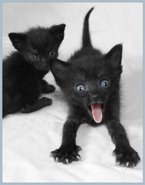 Bombay Kittens For Sale California At Nichelle Hock Blog