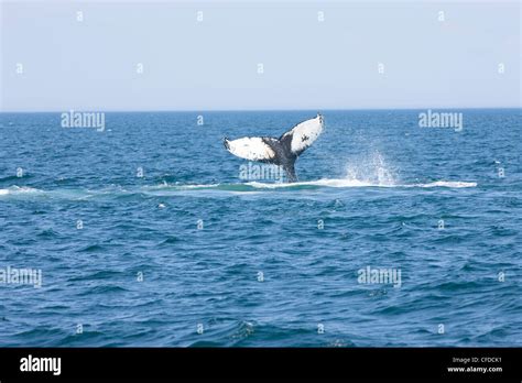 Humpback whale tail slapping hi-res stock photography and images - Alamy