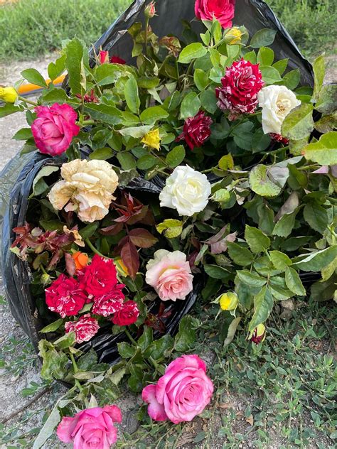 ნ ჰოლანდიური ვარდები საბითუმოდ და საცალოდ 514000294 ნათია Facebook