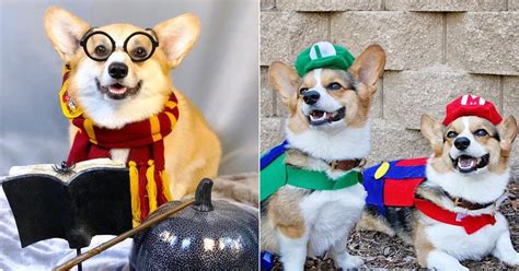 Pictures Of Corgis In Halloween Costumes Popsugar Uk Pets