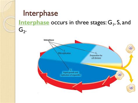 Genes And Cell Division Cell Cycle Ppt Download