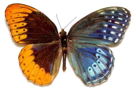 In Rare Cases Butterflies Can Have Both Male And Female