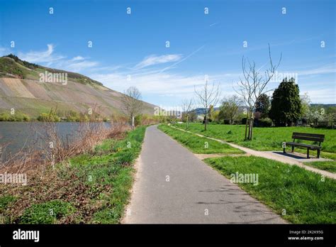 Landscape With The River Moselle And The Vineyards Close To Trier
