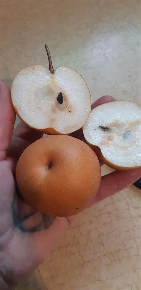 Help To Identify A Fruit Please Rbackyardorchard